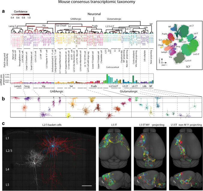 Multimodal cortical neuronal cell type classification - PMC