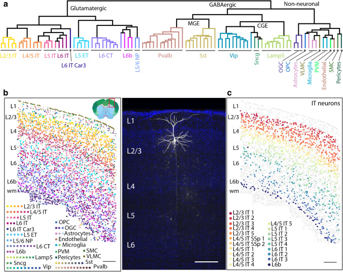 Multimodal cortical neuronal cell type classification - PMC