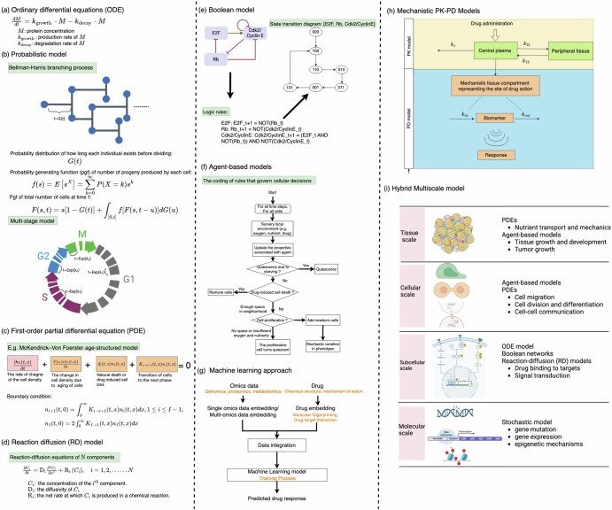 A comprehensive review of computational cell cycle models in guiding ...