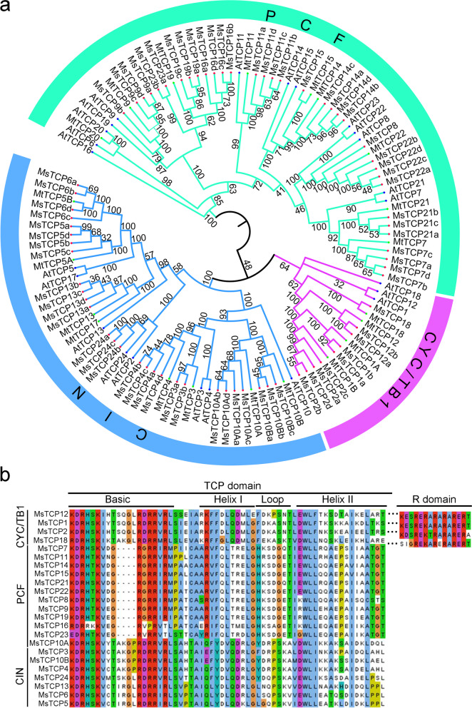 Genome-wide identification and analysis of TCP family genes in Medicago sativa reveal their ...