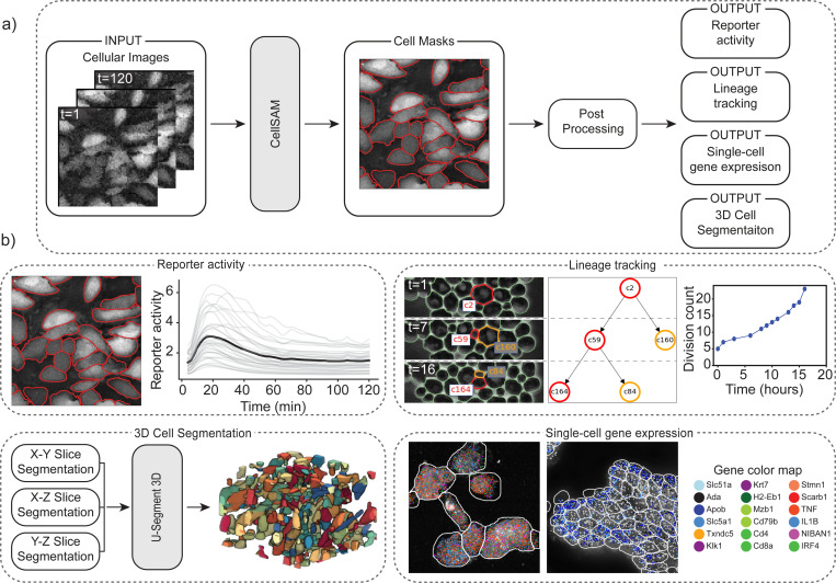 CellSAM: A Foundation Model for Cell Segmentation - PMC