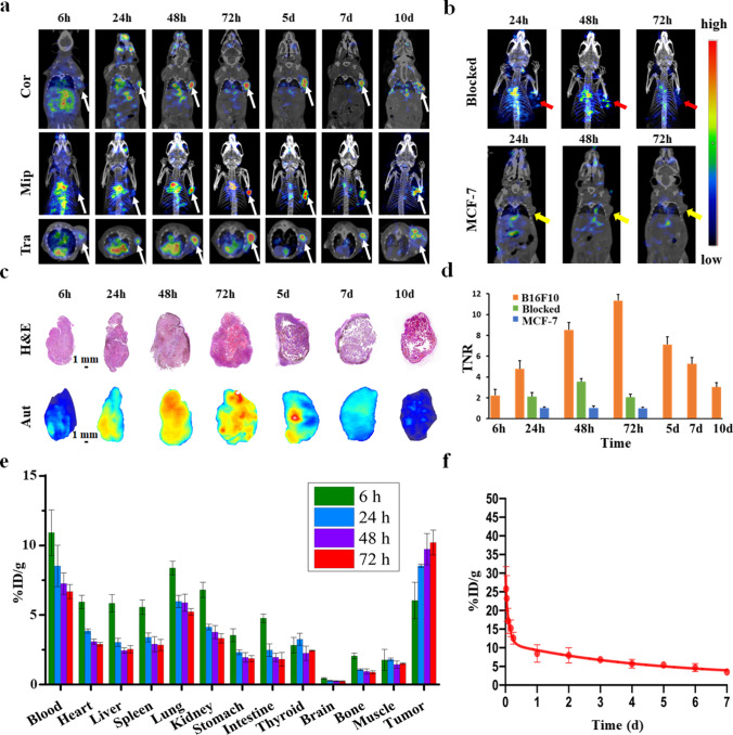 Enhanced antitumor immune responses via a new agent [131I]-labeled dual-target immunosuppressant ...