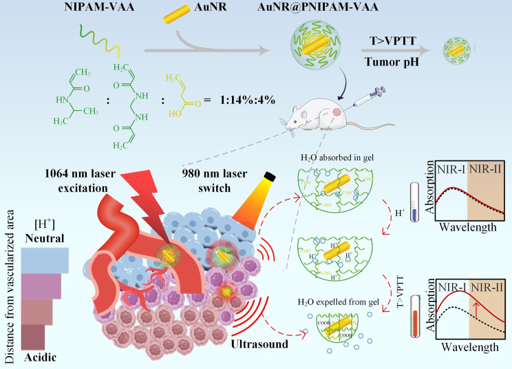 Tumor-specific enhanced NIR-II photoacoustic imaging via photothermal and low-pH coactivated ...