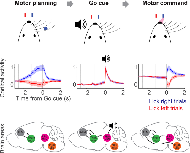 A midbrain-thalamus-cortex circuit reorganizes cortical dynamics to initiate movement - PMC