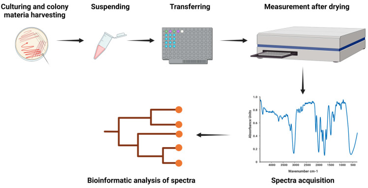 A Comprehensive Methodology for Microbial Strain Typing Using Fourier-Transform Infrared ...