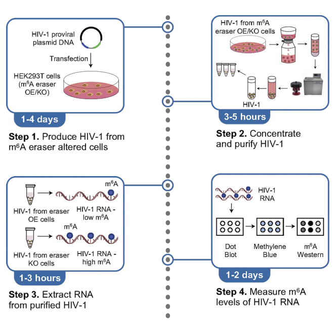 Protocol for the generation of HIV-1 genomic RNA with altered levels of N6-methyladenosine - PMC