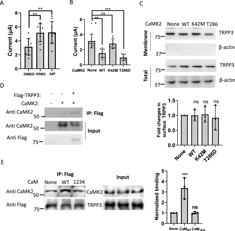 Inhibition of TRPP3 by calmodulin through Ca2+/calmodulin-dependent protein kinase II - PMC