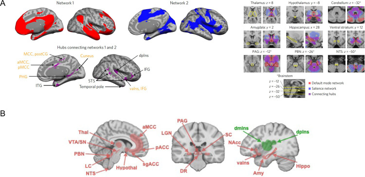 Cortical and subcortical mapping of the allostatic-interoceptive system ...