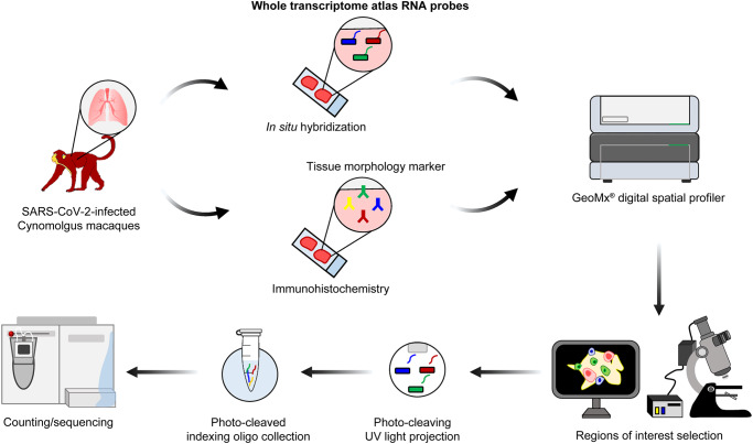 Spatial transcriptome atlas reveals pulmonary microstructure-specific ...