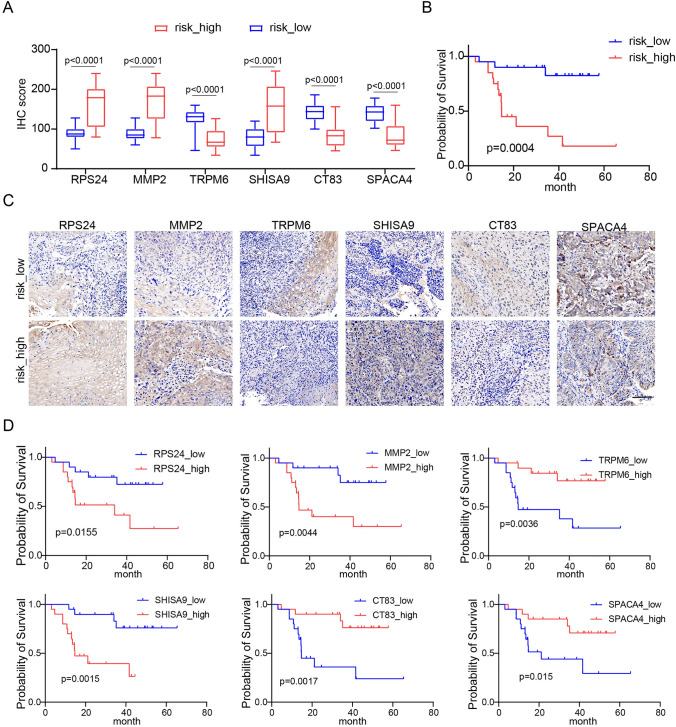 Integrating bulk and single-cell sequencing data to construct a Scissor+ dendritic cells ...