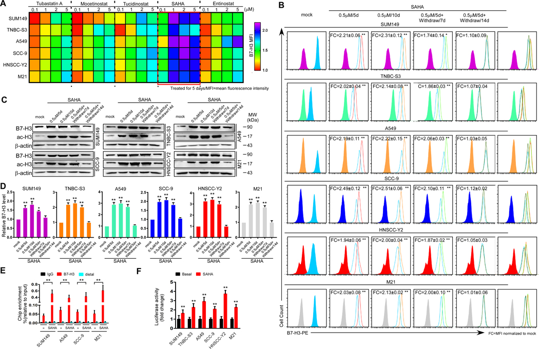 A Pan-Histone Deacetylase Inhibitor Enhances the Antitumor Activity of ...