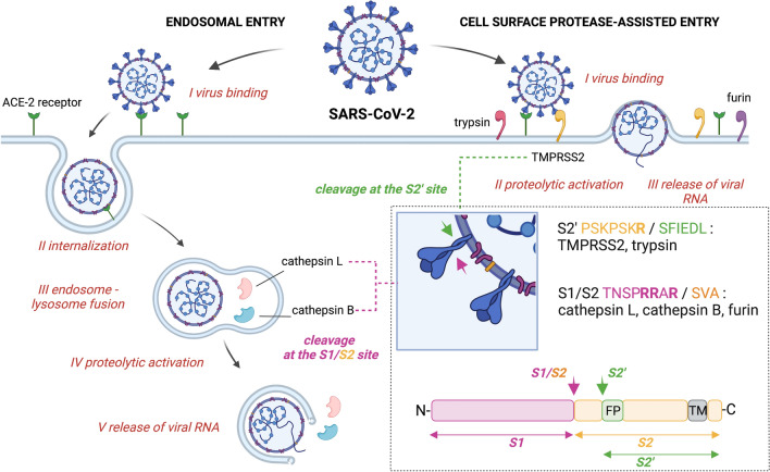 The roles of cellular protease interactions in viral infections and programmed cell death: a ...