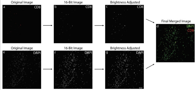 Optimizing Colocalized Cell Counting Using Automated and Semiautomated Methods - PMC
