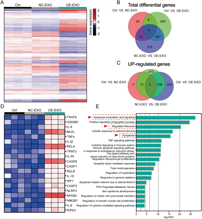 Exosomes Derived From Fn14 Overexpressing Bmscs Activate The Nf κb Signaling Pathway To Induce