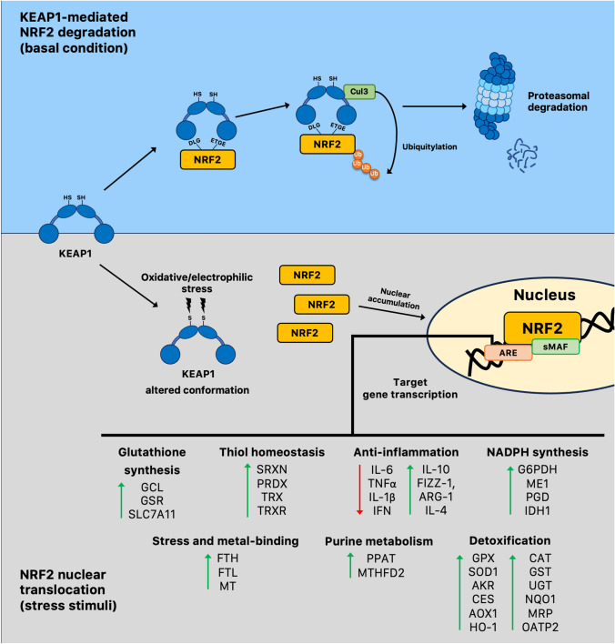NRF2 signaling pathway and telomere length in aging and age-related diseases - PMC