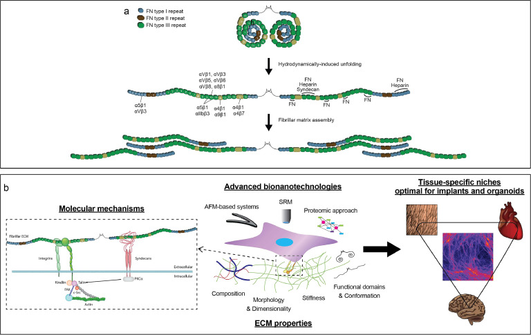 Tissue Engineered Fibrillar Fibronectin Matrices Are Not Only Lovely But Also Functional For