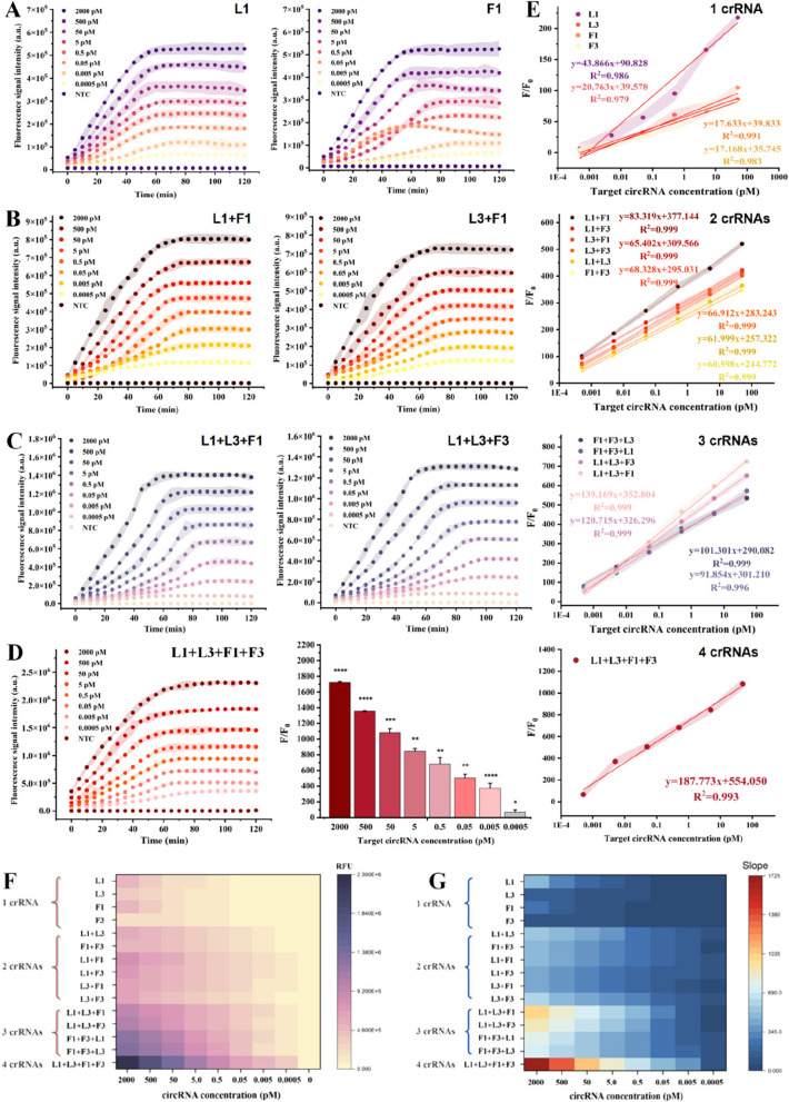Dual Cas12a and multiplex crRNA CRISPR strategy ultrasensitive detection novel circRNA biomarker ...