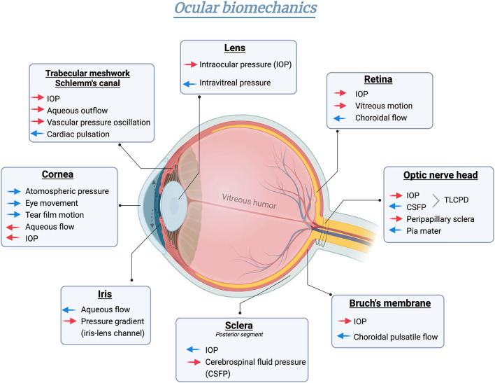Biomechanical homeostasis in ocular diseases: A mini-review - PMC Biomechanical homeostasis in ocular diseases: A mini-review - PMC