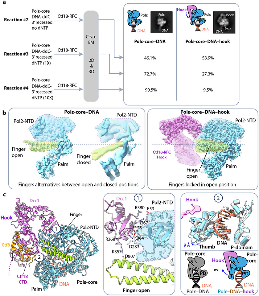 Mechanism of PCNA loading by Ctf18-RFC for leading strand DNA synthesis - PMC