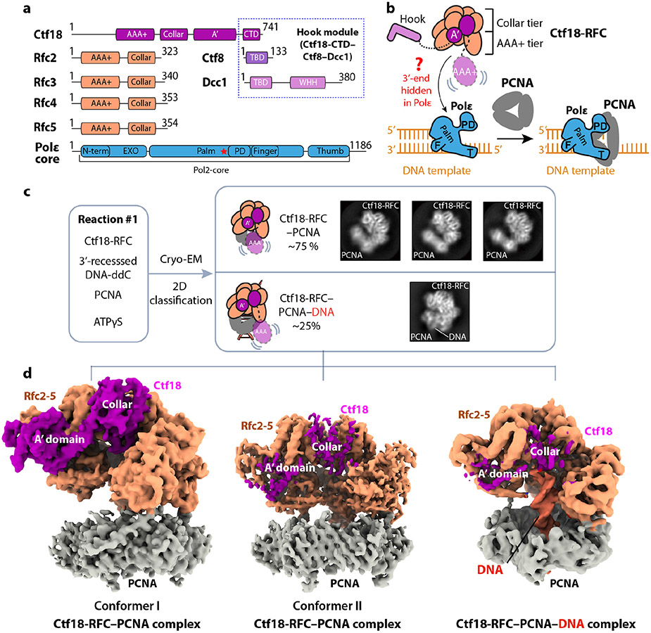 Mechanism of PCNA loading by Ctf18-RFC for leading strand DNA synthesis - PMC