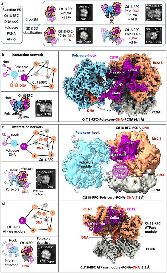 Mechanism of PCNA loading by Ctf18-RFC for leading strand DNA synthesis - PMC