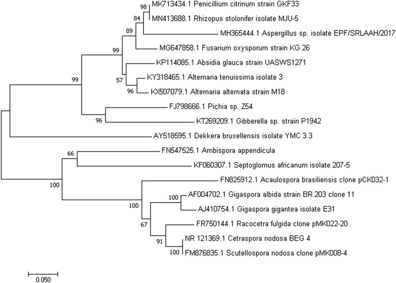 Interaction between arbuscular mycorrhizal fungi and Bacillus spp. in soil enhancing growth of ...