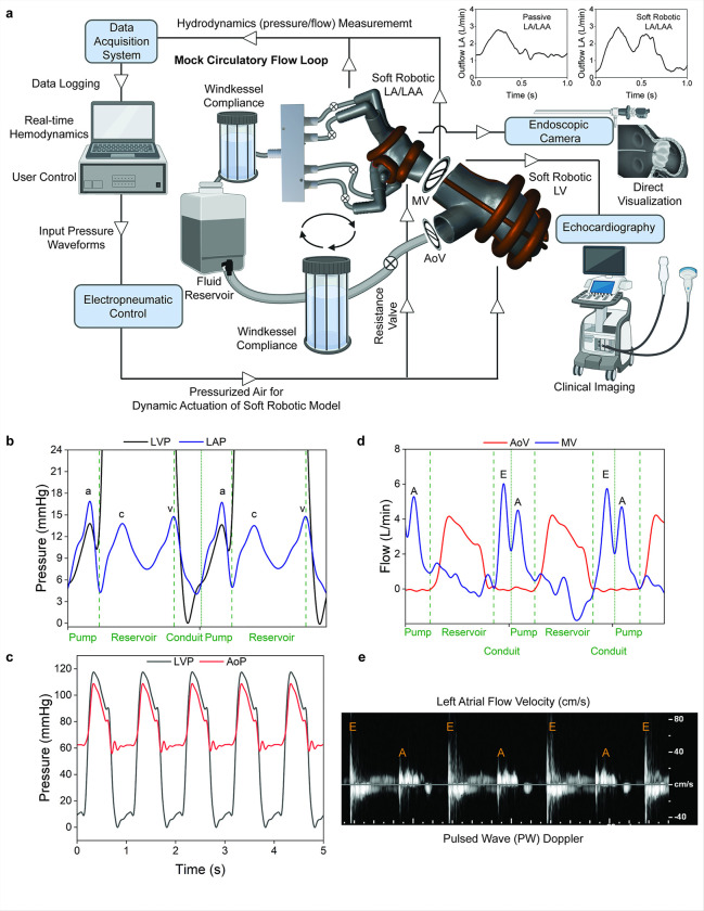 Integrating soft robotics and computational models to study left atrial hemodynamics and device ...