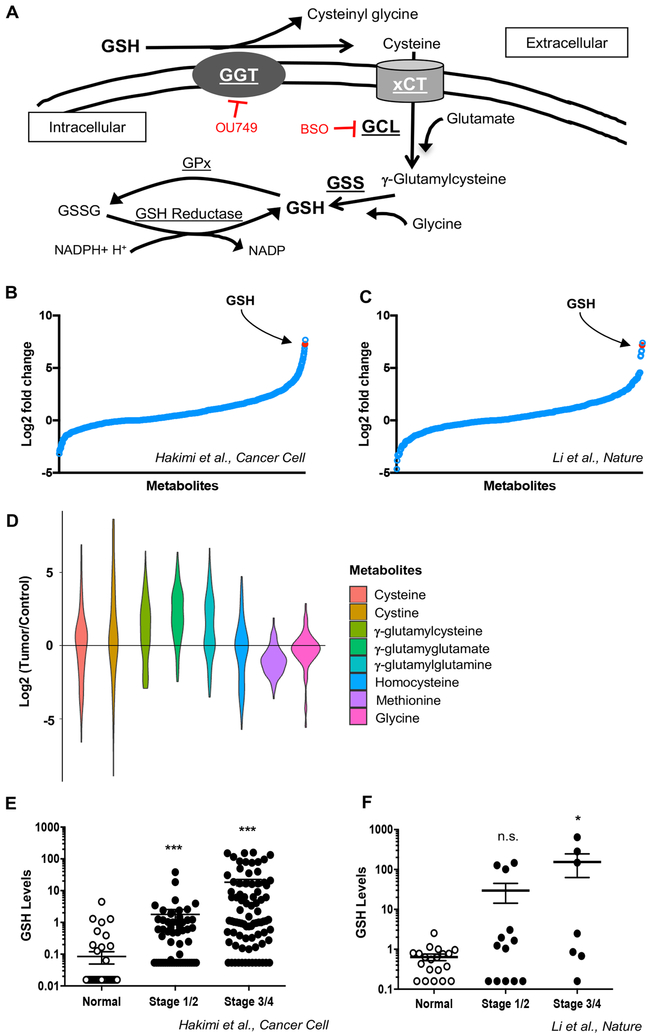 Gamma-glutamyltransferase 1 promotes clear cell renal cell carcinoma ...