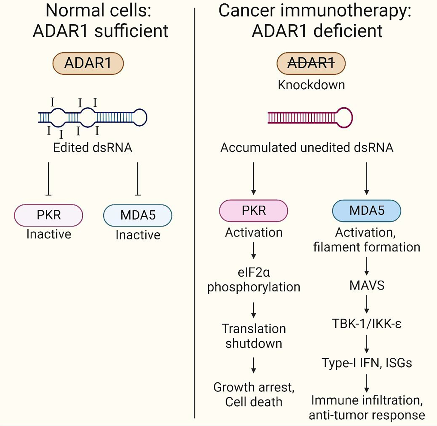 A-to-I RNA editing by ADAR and its therapeutic applications: from viral infections to cancer ...