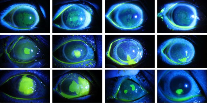 The SUSTech-SYSU dataset for automatically segmenting and classifying corneal ulcers - PMC