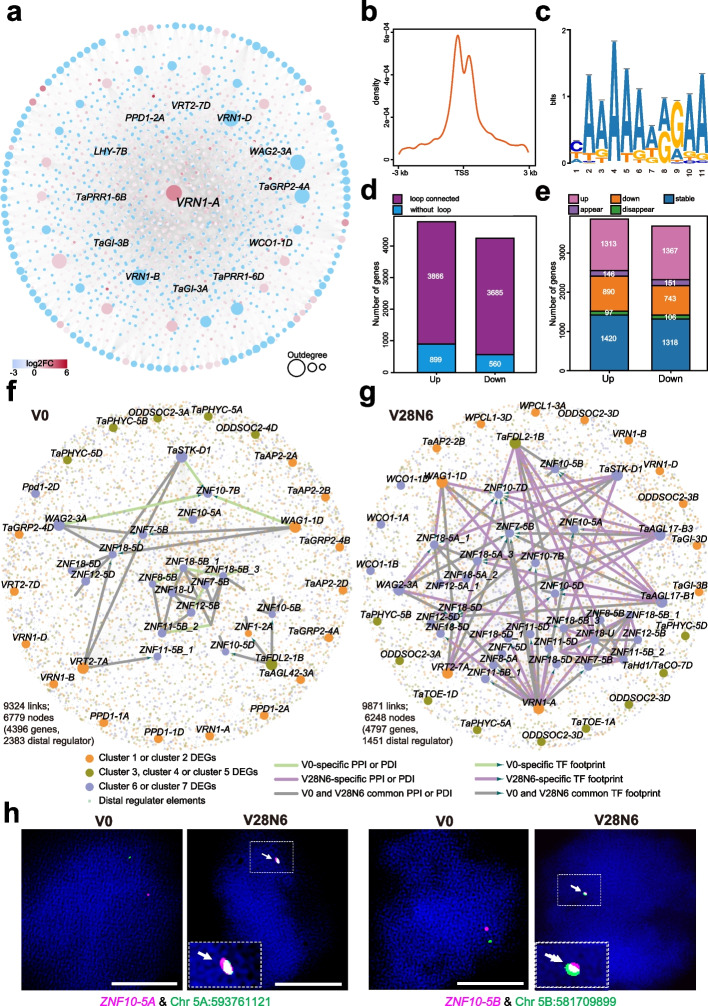 Chromatin loops gather targets of upstream regulators together for efficient gene transcription ...