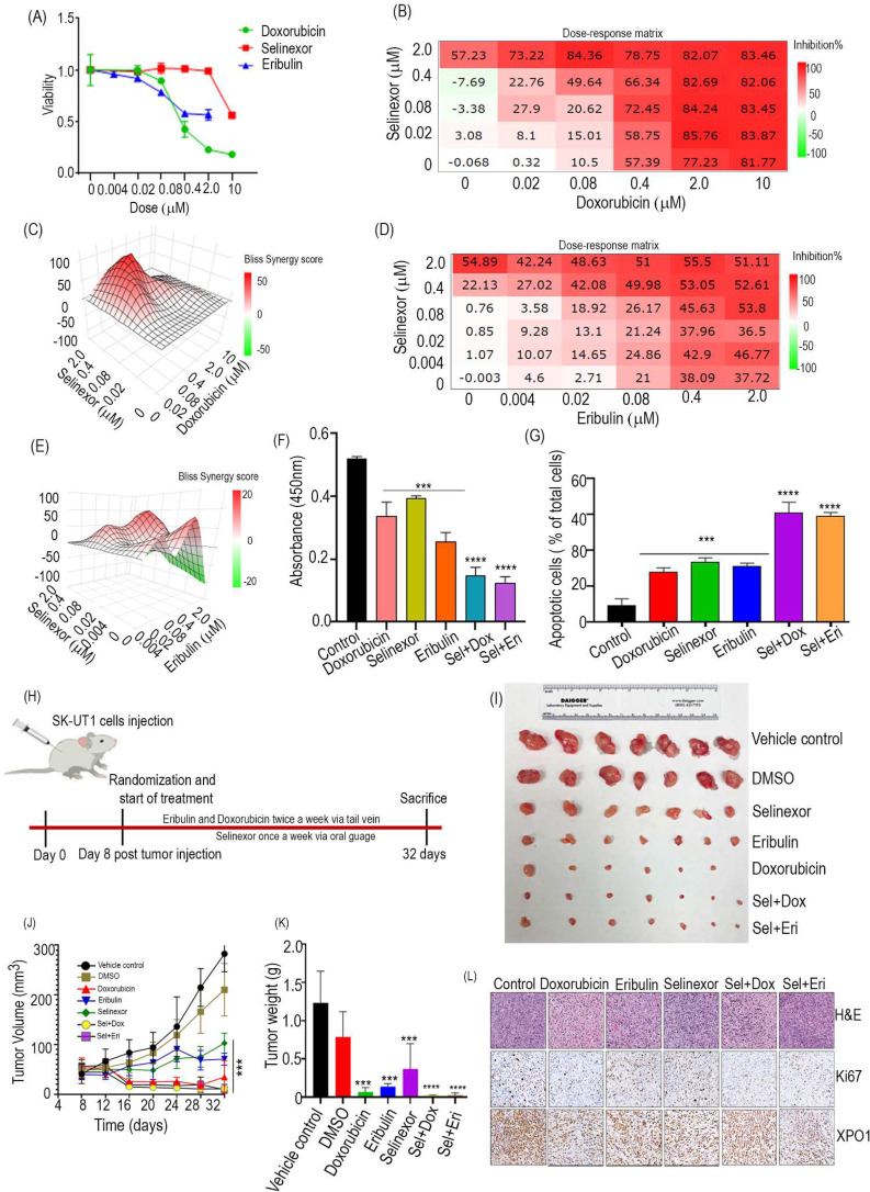 Preclinical activity of selinexor in combination with eribulin in uterine leiomyosarcoma - PMC