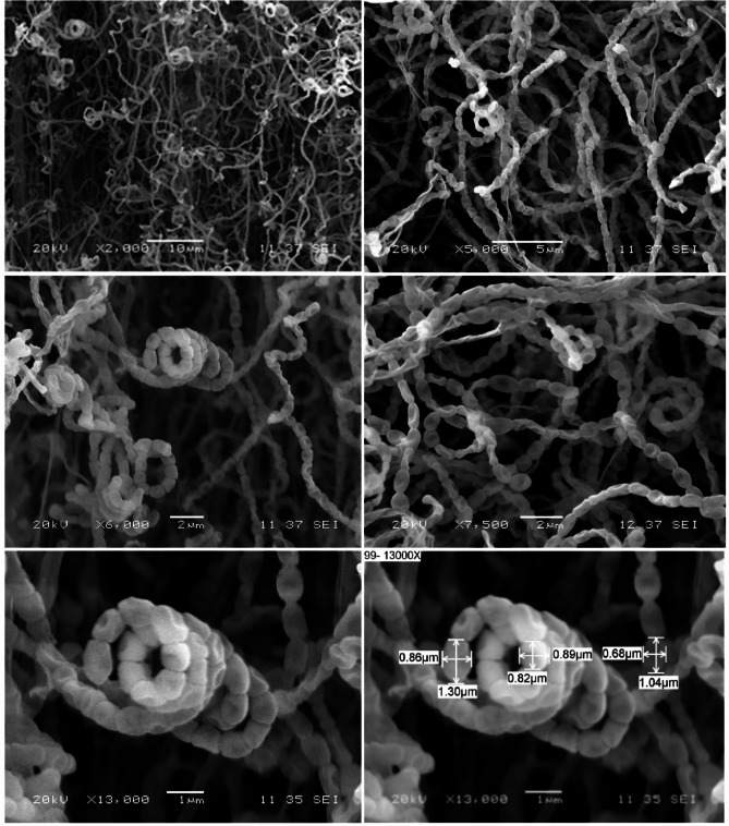 Artificial intelligence-based optimization for extracellular L-glutaminase free L-asparaginase ...