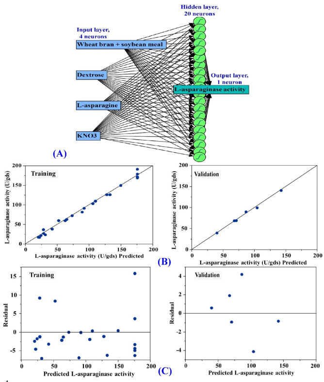 Artificial intelligence-based optimization for extracellular L-glutaminase free L-asparaginase ...