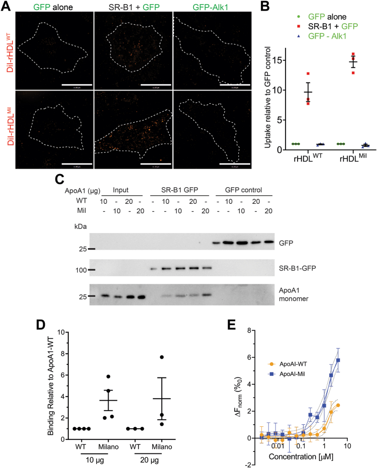 Apolipoprotein A1 and high-density lipoprotein limit low-density lipoprotein transcytosis by ...