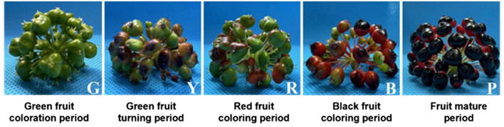 Physiological, biochemical and transcriptomic analyses reveal the mechanism of variation in ...