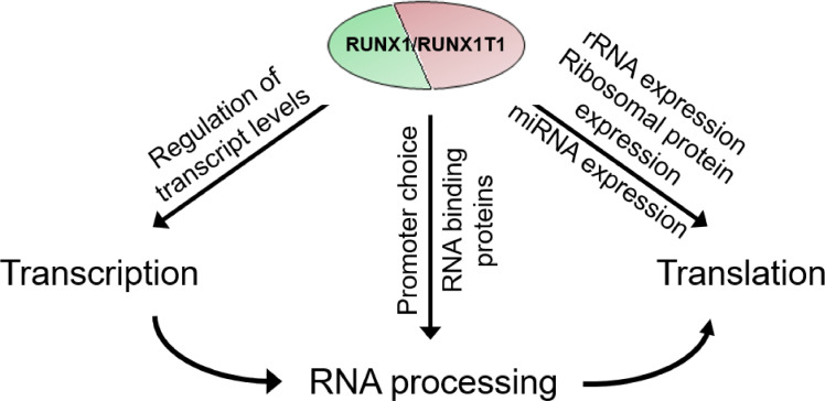 The RUNX1/RUNX1T1 network: translating insights into therapeutic options - PMC