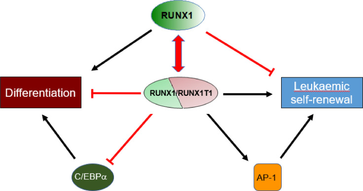 The RUNX1/RUNX1T1 network: translating insights into therapeutic options - PMC