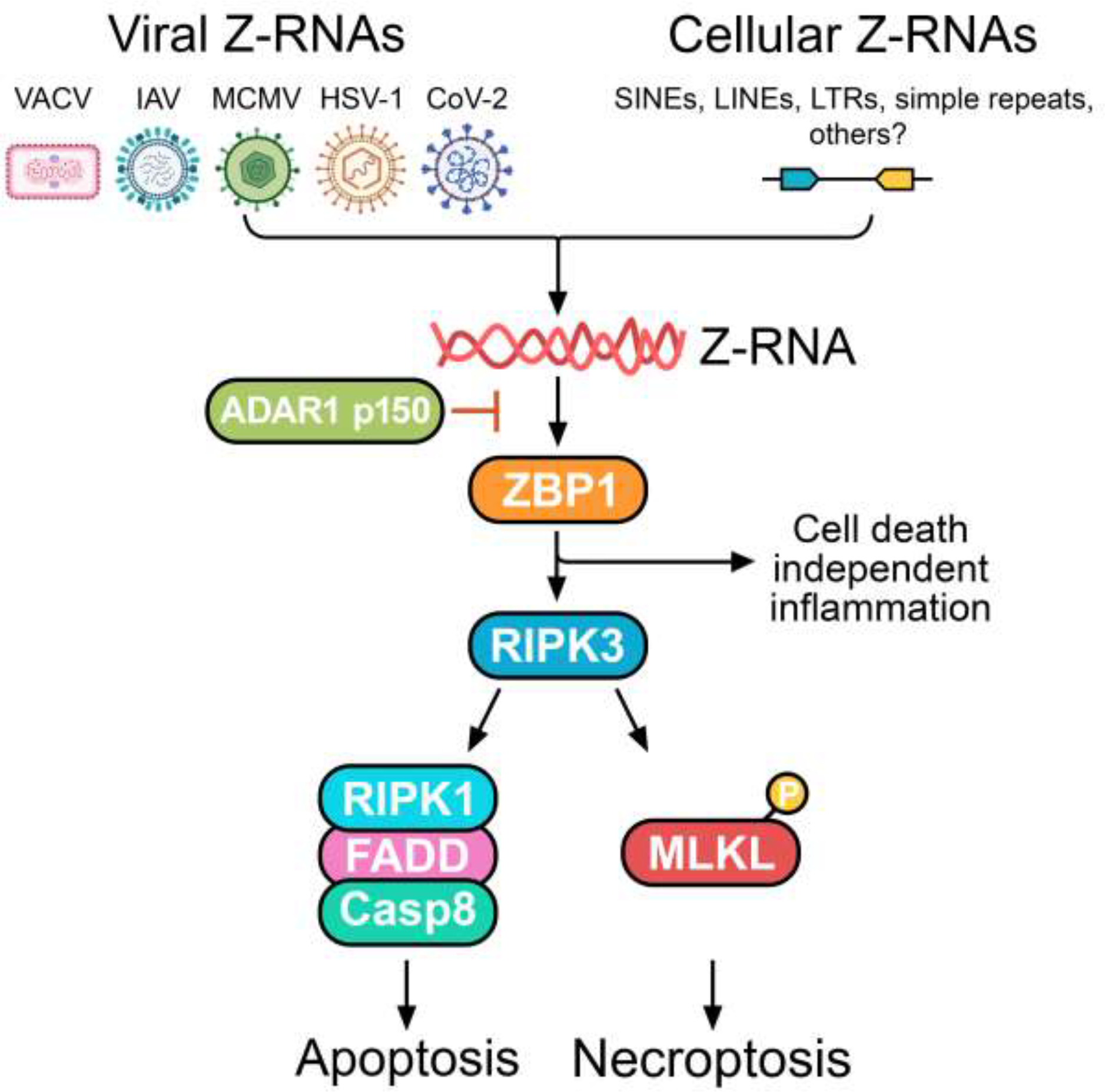 ZBP1 as a sensor of viral and cellular Z-RNAs: walking the Razor’s Edge - PMC