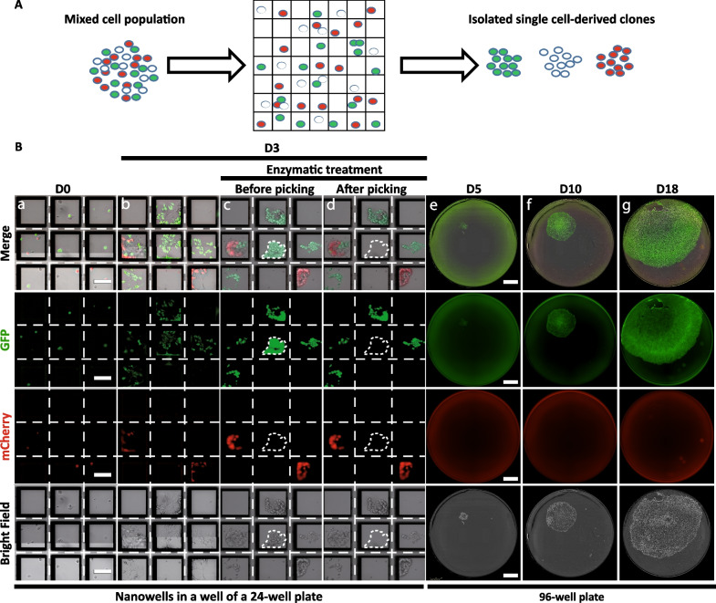 Semi-automated optimized method to isolate CRISPR/Cas9 edited human pluripotent stem cell clones ...