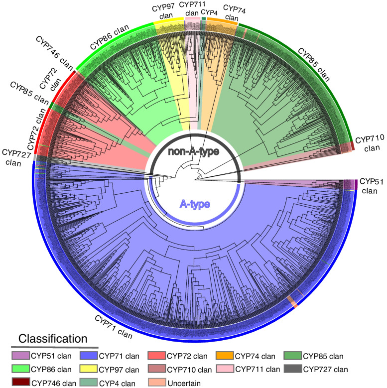 Genome-wide identification, comparative analysis and functional roles in flavonoid biosynthesis ...