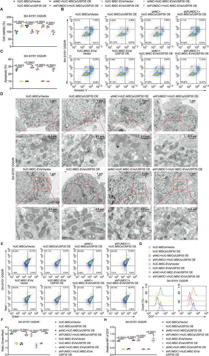 Overexpression of USP35 enhances the protective effect of hUC-MSCs and their extracellular ...