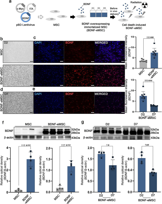 Combination of induced pluripotent stem cell-derived motor neuron progenitor cells with ...