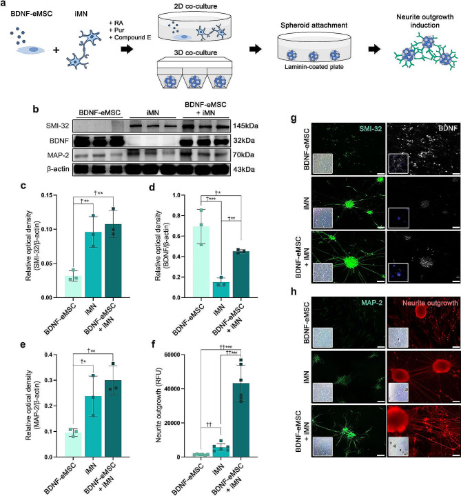 Combination of induced pluripotent stem cell-derived motor neuron progenitor cells with ...