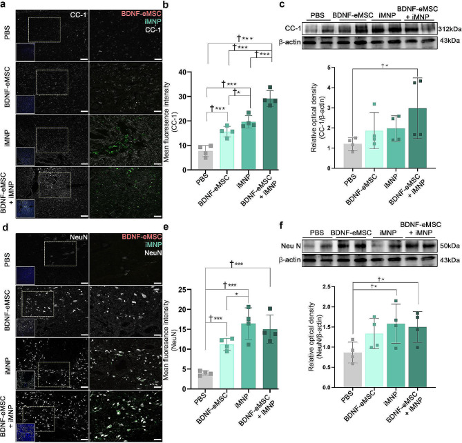 Combination of induced pluripotent stem cell-derived motor neuron progenitor cells with ...