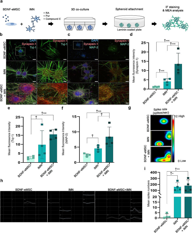 Combination of induced pluripotent stem cell-derived motor neuron progenitor cells with ...