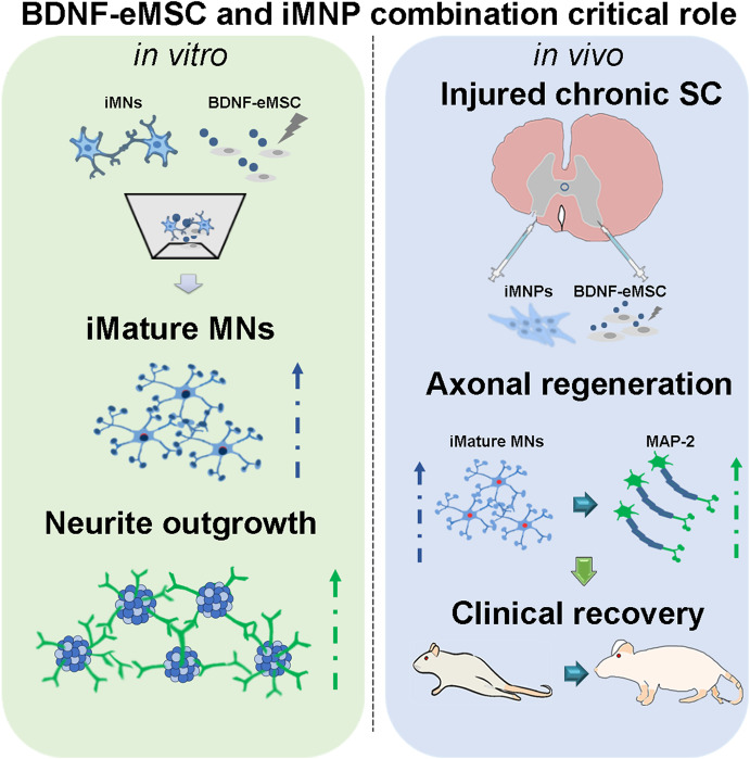 Combination of induced pluripotent stem cell-derived motor neuron progenitor cells with ...