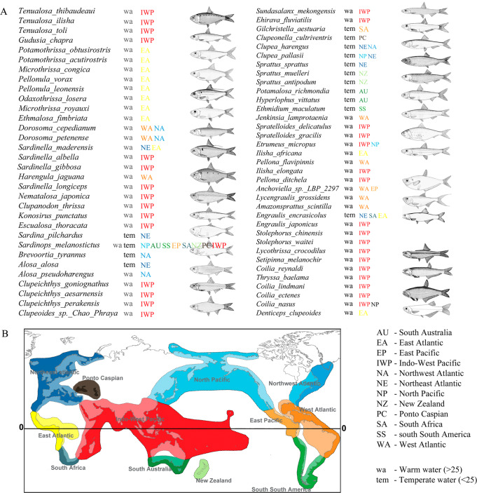Comparative mitogenomics of Clupeoid fish provides insights into the ...