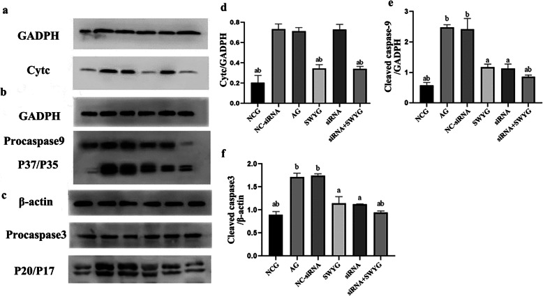 Mechanism of Heshouwuyin inhibiting the Cyt c/Apaf-1/Caspase-9/Caspase-3 pathway in ...