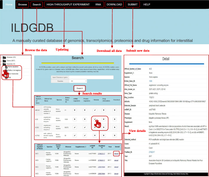 ILDGDB: a manually curated database of genomics, transcriptomics ...